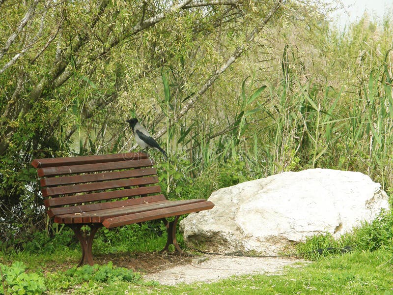 Bird and bench stock image. Image of bench, relax, green - 89129087