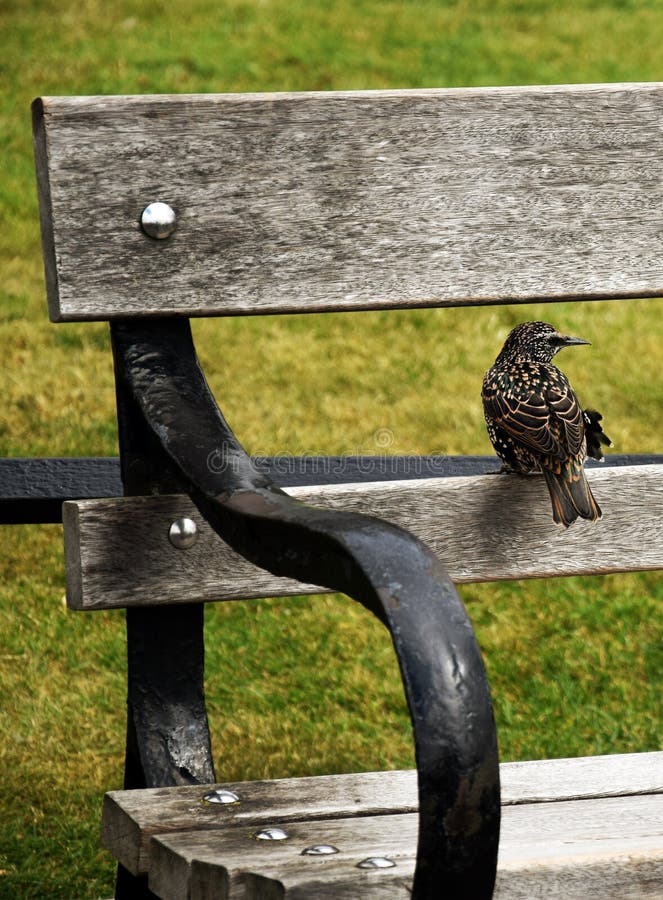 Bird and bench stock image. Image of bench, relax, green - 89129087