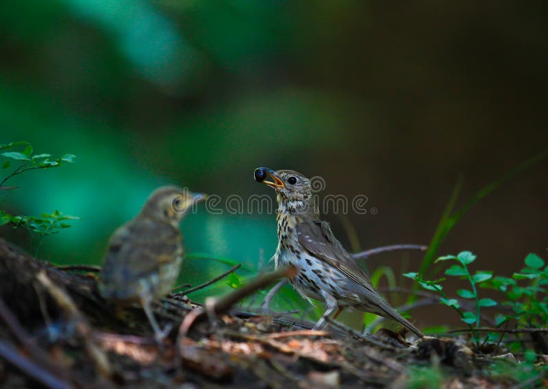 Bird with Berry in Its Beak Stock Photo - Image of white, natural: 56454992