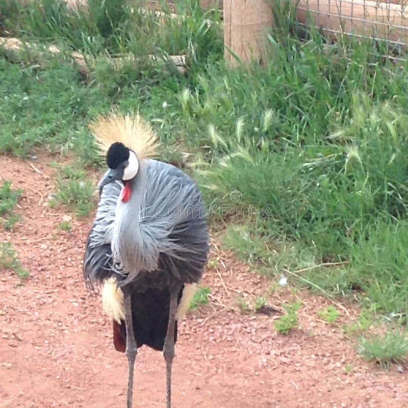 Bird stock photo. Image of grey, bird, colorado - 44546986