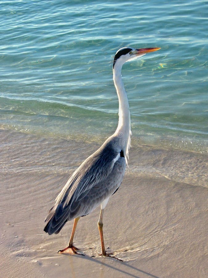 Bird : A big Grey Heron stock photo. Image of grey, whits - 4965778
