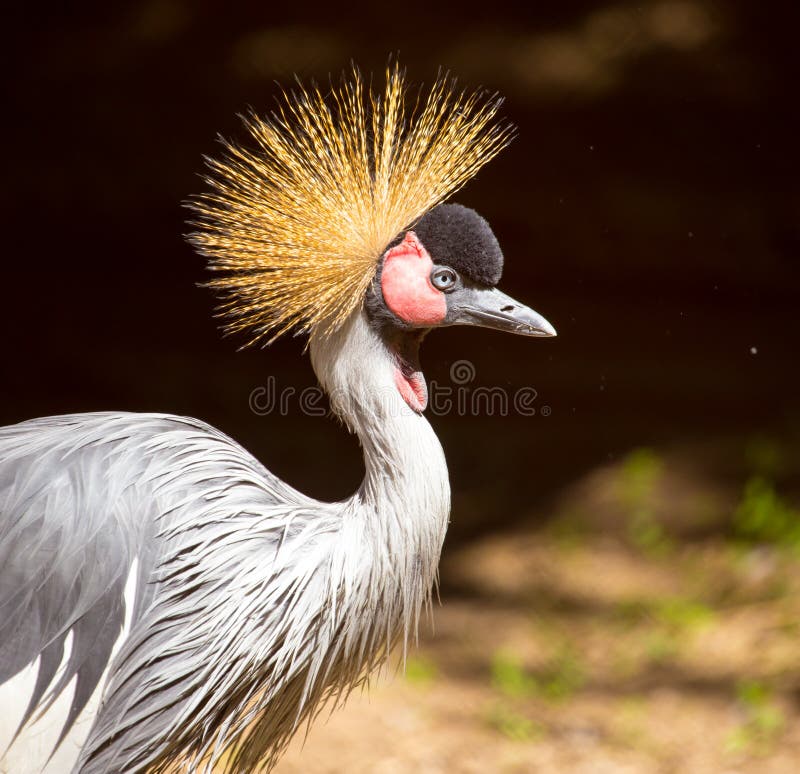 Bird with Big Hair on His Head Stock Photo - Image of park, water ...