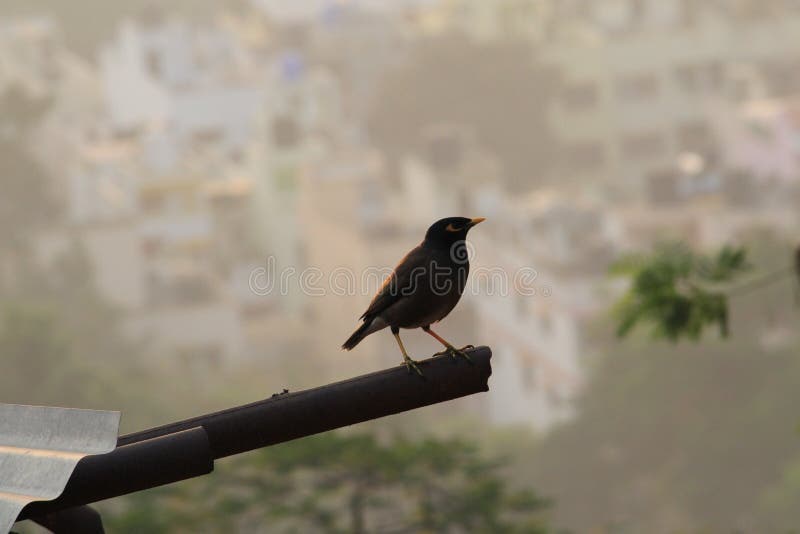 Bird Obsession ! stock image. Image of obsession, capture - 104607435