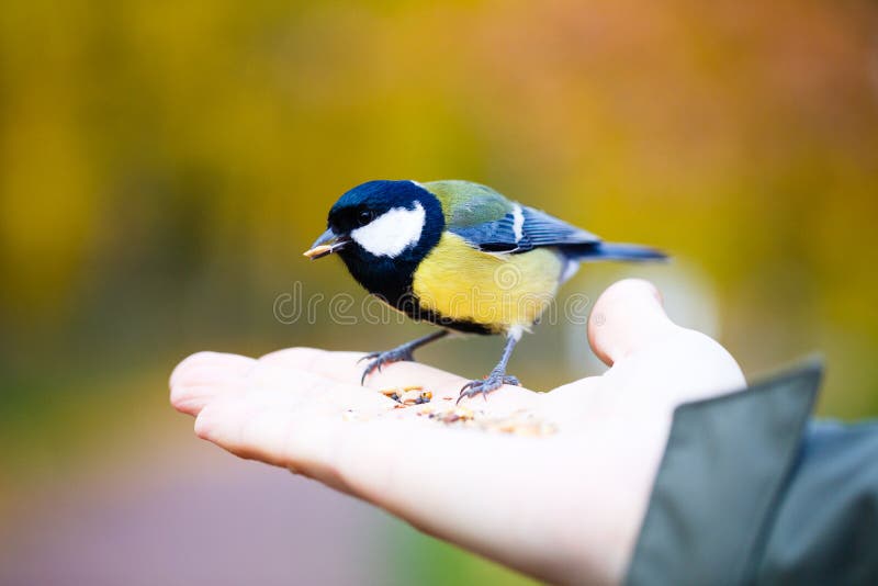 Bird stock image. Image of palm, nature, seed, hand - 102566541
