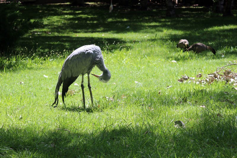 Bird Bird Looks underneath stock image. Image of large - 74091129