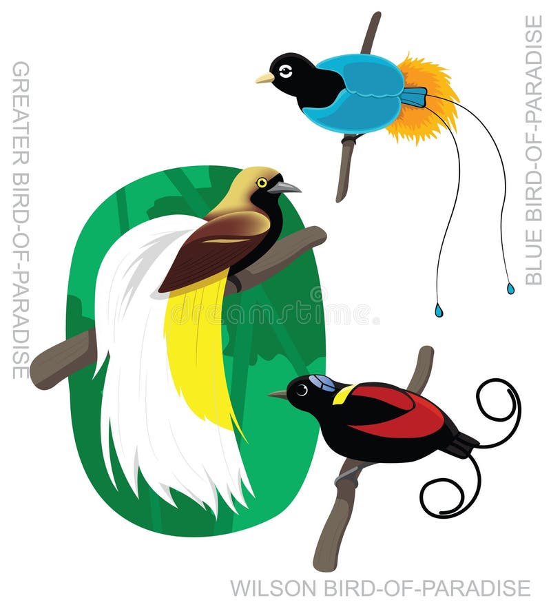 Bird Bird-of-Paradise Set Cartoon Vector Illustration Stock Vector ...