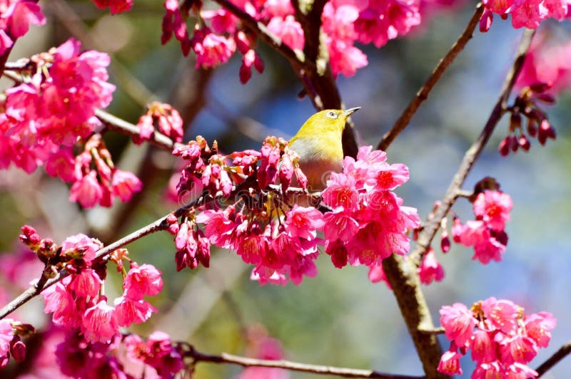 Bird stock photo. Image of bird, sakura, garden, pink - 112034734