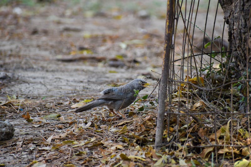 Bird stock photo. Image of food, tree, bird, searching - 115772270