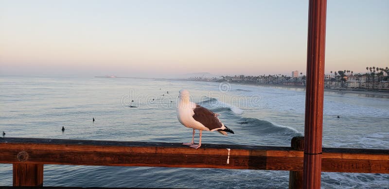 Bird stock image. Image of beach, waiting, bird - 130098809