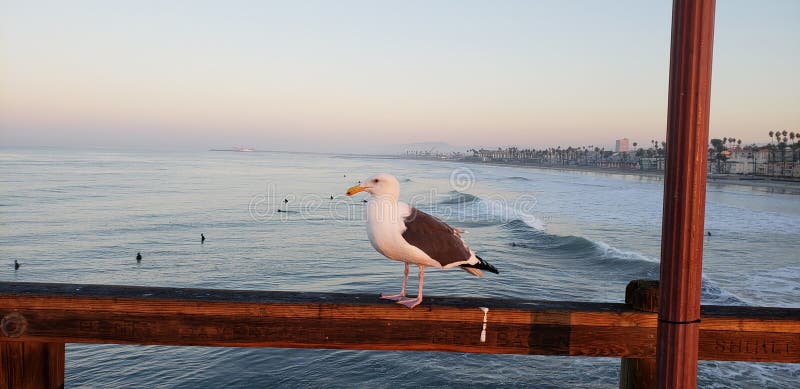 Bird stock photo. Image of bird, waiting, beach - 130099162