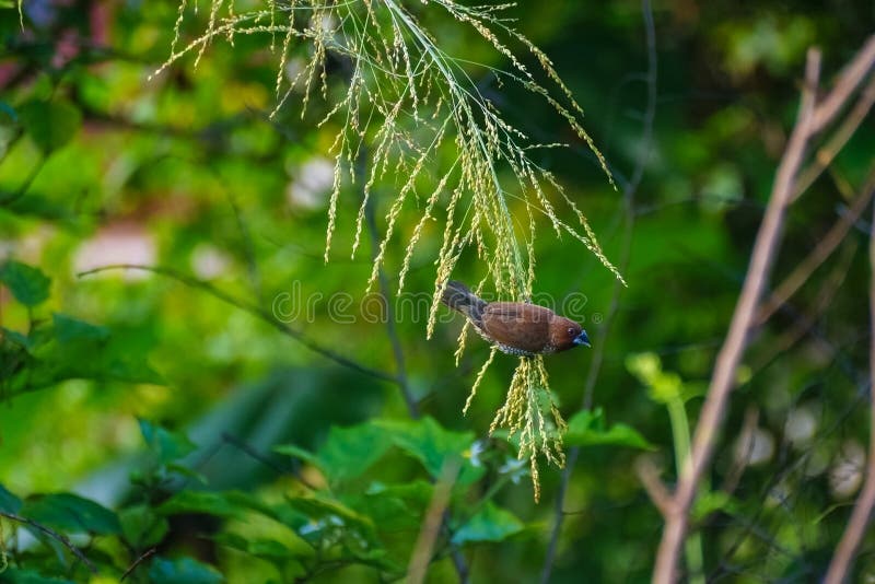 Bird stock image. Image of bird, nature, brown, outdoors - 76928767