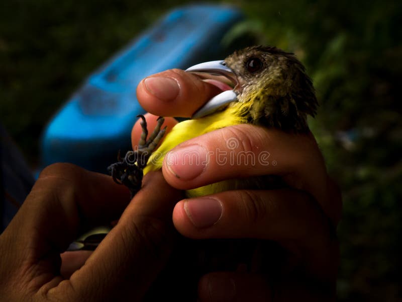 A bird biting a hand stock photo. Image of care, beak - 189012754