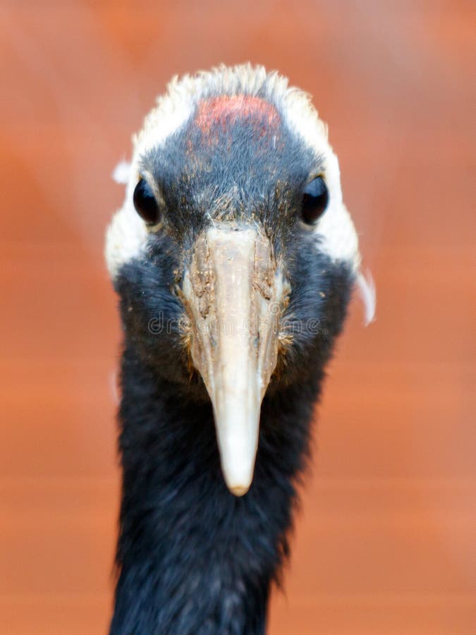 A Bird with a Black Beak and a White Face Stock Image - Image of funny ...