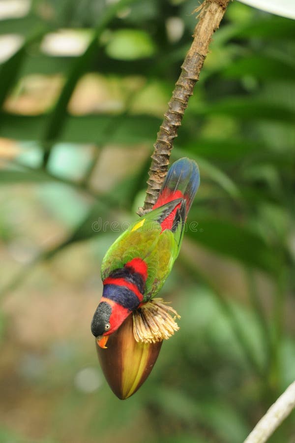 Tropical Lory stock photo. Image of birds, tropical, lory - 766544
