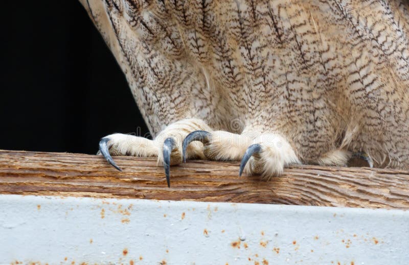 A Bird with Black Claws is Perched on a Wooden Post Stock Photo - Image ...
