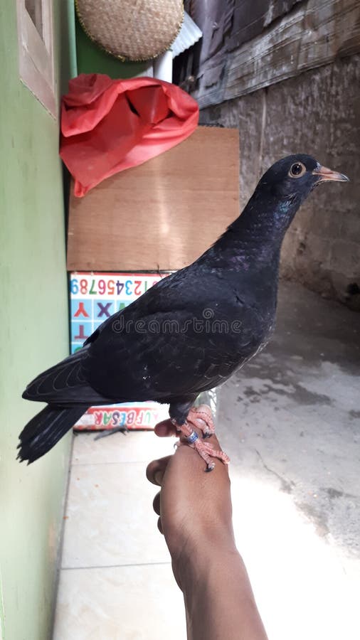 Bird black ghost hobby stock photo. Image of bird, hoby - 261978334