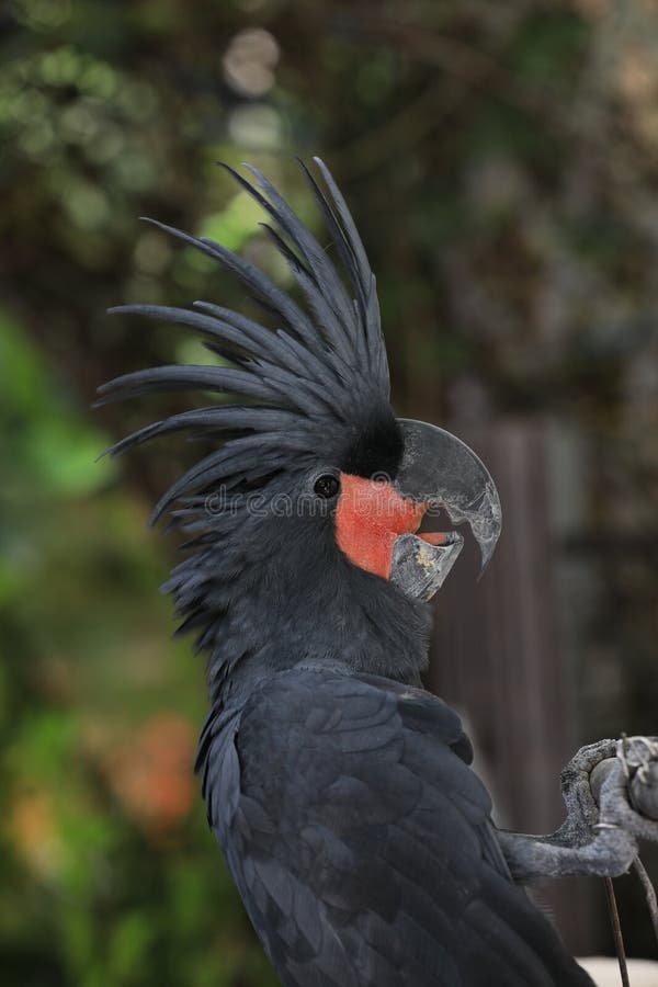 The Bird Black Palm Cockatoo Stock Image Image Of Branch Trim 244856569