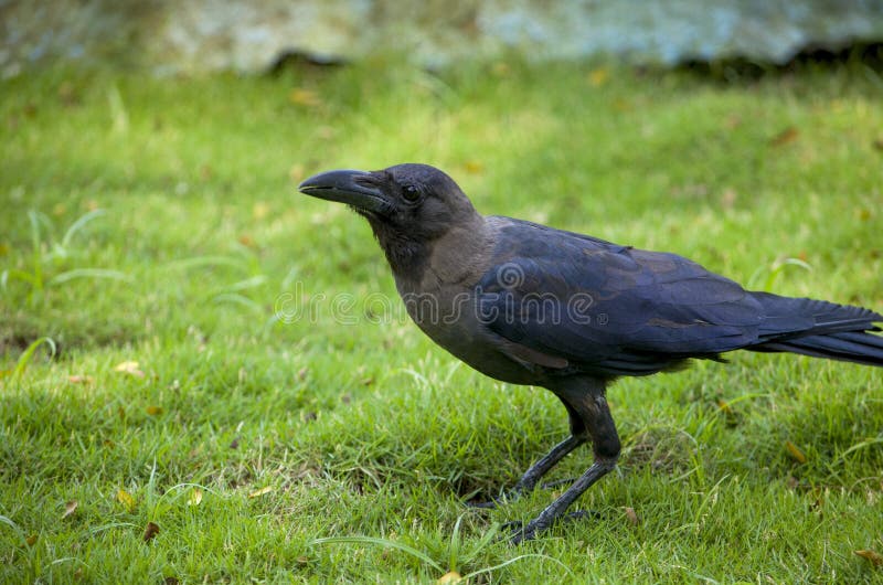 Bird a Black Raven on a Grass Stock Photo - Image of raven, blue: 65009962