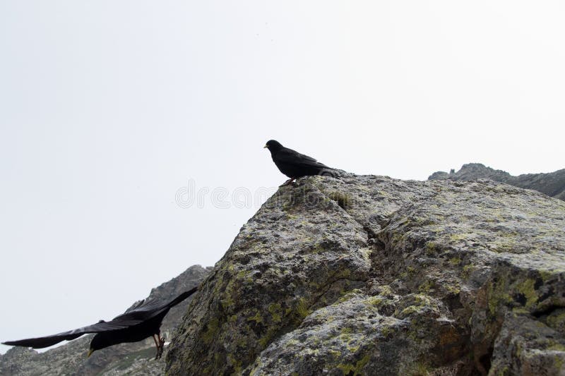 Black raven on a rock stock image. Image of wildlife - 339447315
