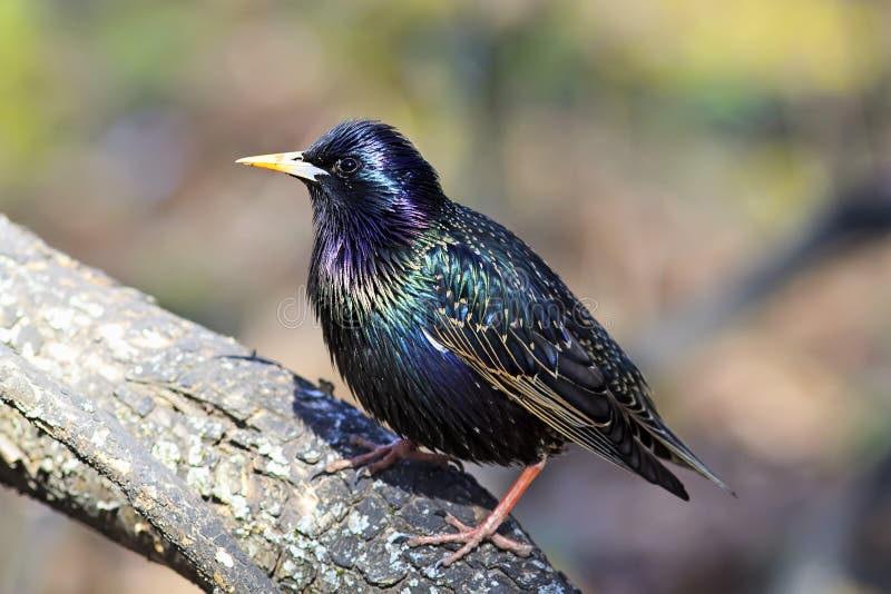 Bird Black Starling on the Tree in Spring in Park Stock Image - Image ...
