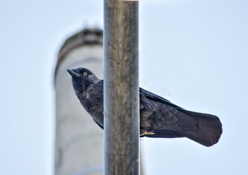 Bird stock image. Image of metal, details, autumn, crow - 99720559