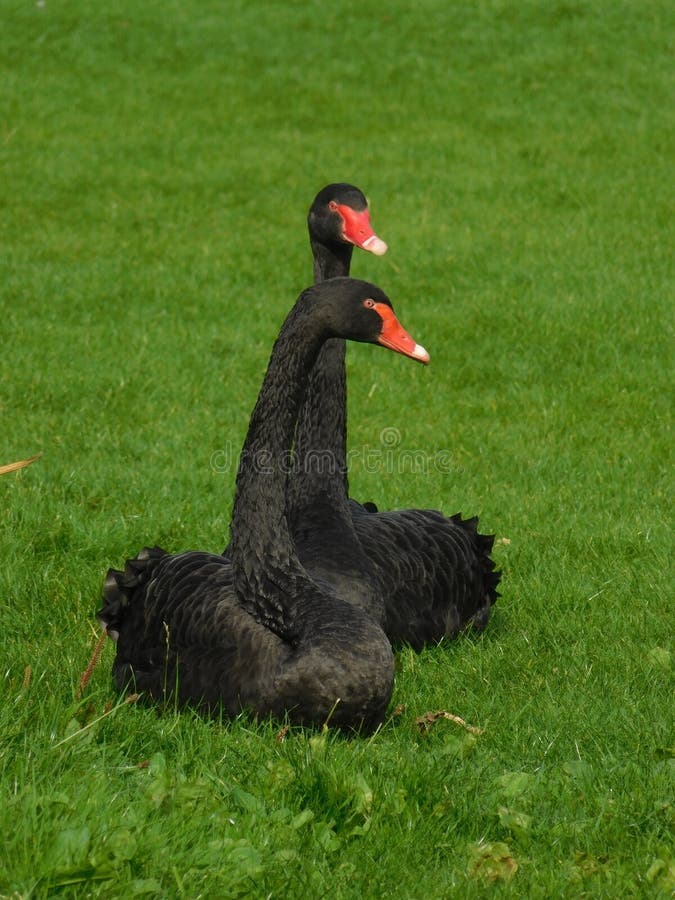 Bird, Black Swan, Beak, Fauna Picture. Image: 107451804