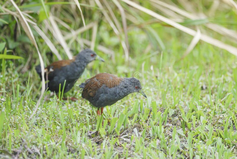 Bird (Black-tailed Crake) Finding Some Food on Ground Stock Photo ...