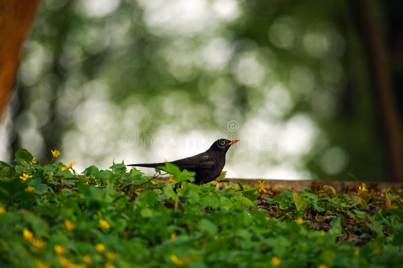 Bird Black Thrush in Summer Green Forest Blooming Glade Stock Image ...