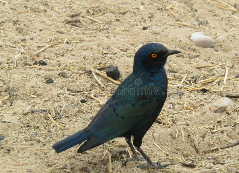 Bird stock image. Image of black, radiant, colour, bird - 111441743