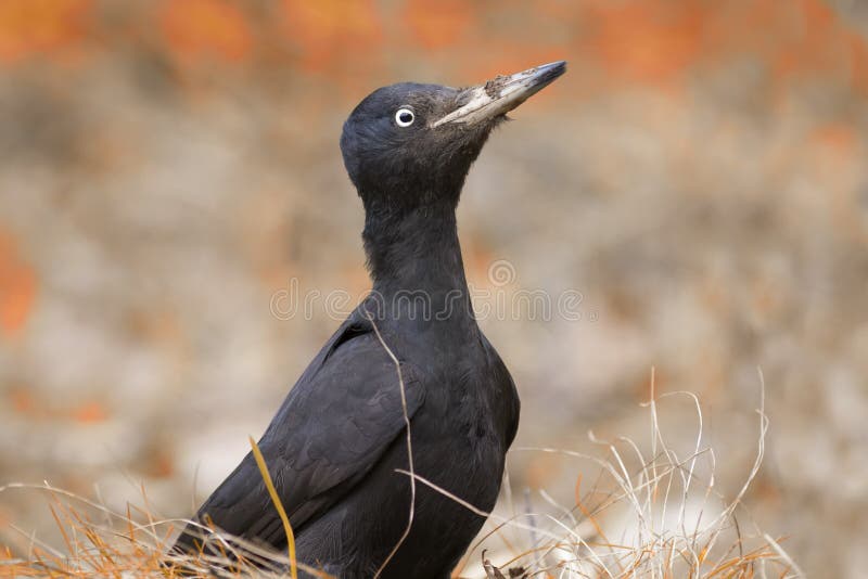 Bird Black Woodpecker on the Grass Stock Image - Image of largest ...
