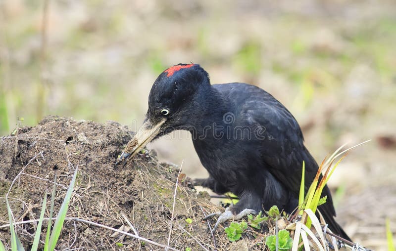 Bird Black Woodpecker on the Grass Looking for Insects Stock Photo ...