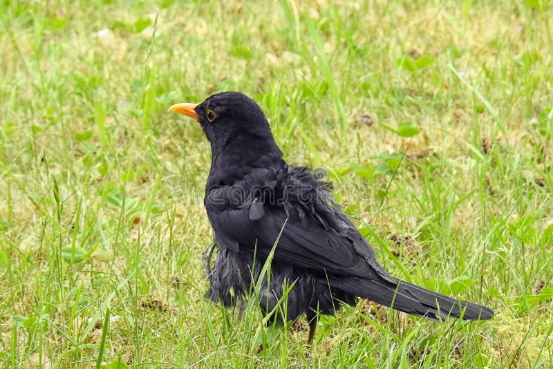 Bird, Blackbird, Beak, Grass Picture. Image: 136080815