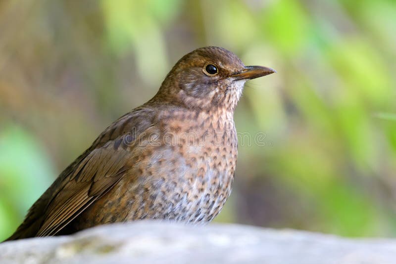 Bird Blackbird Turdus Merula, in the Wild Stock Image - Image of ...