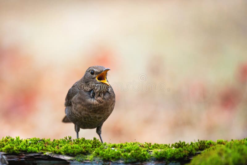 Bird Blackbird Turdus Merula, in the Wild Stock Photo - Image of common ...