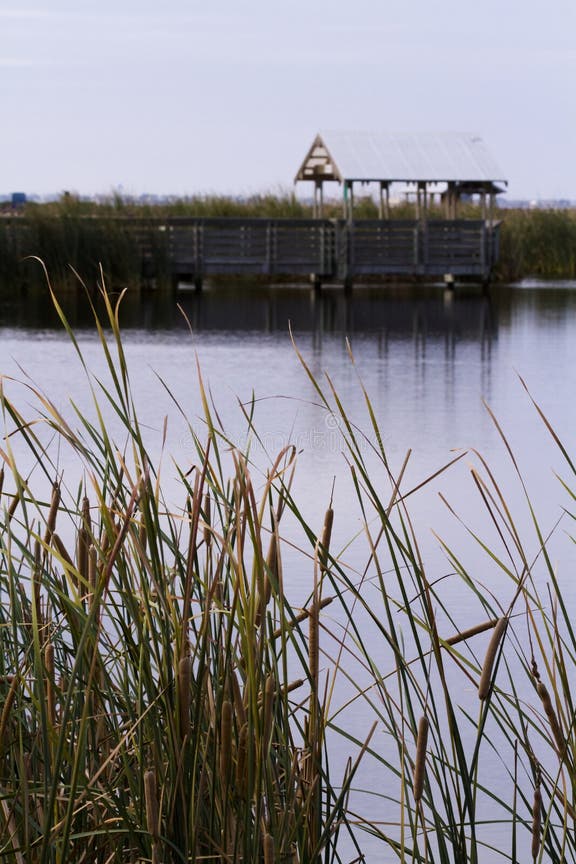Bird blind stock photo. Image of texas, access, walk - 28520164