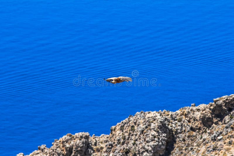 Bird, Blue, Eagle Picture. Image: 109929407