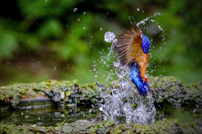Bird Blue Eared Kingfisher (Alcedo Meninting) Stock Photo - Image of ... Bird Blue Eared Kingfisher (Alcedo Meninting) Stock Photo - Image of ...