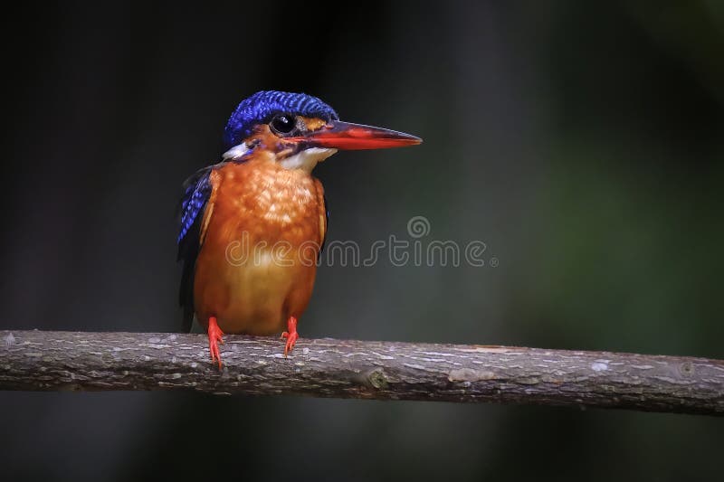 Bird Blue Eared Kingfisher (Alcedo Meninting) Stock Image - Image of ... Bird Blue Eared Kingfisher (Alcedo Meninting) Stock Image - Image of ...
