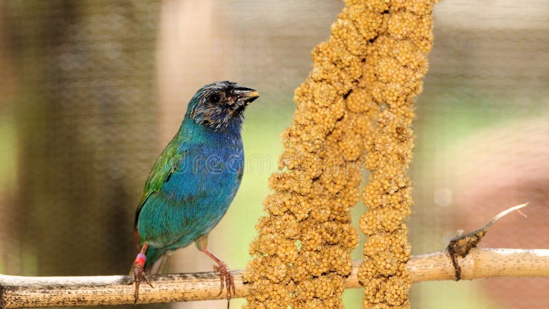 A Blue-faced Parrotfinch Bird Stock Photo - Image of parks, nature ...