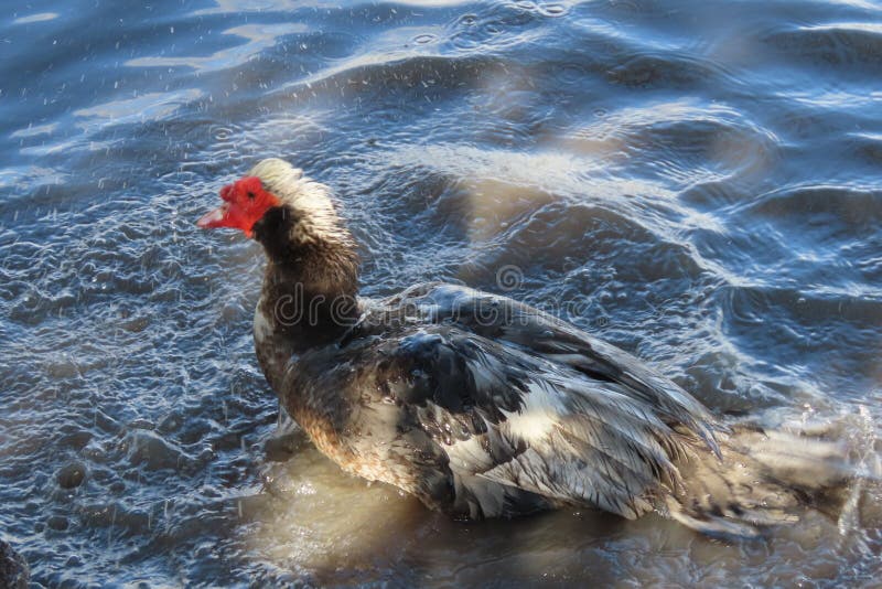 A bird in the blue lake stock image. Image of reflection - 189602933