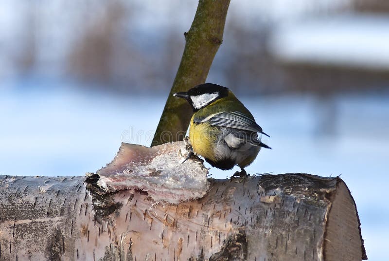 Bird a blue titmouse stock photo. Image of snow, eating - 12687366