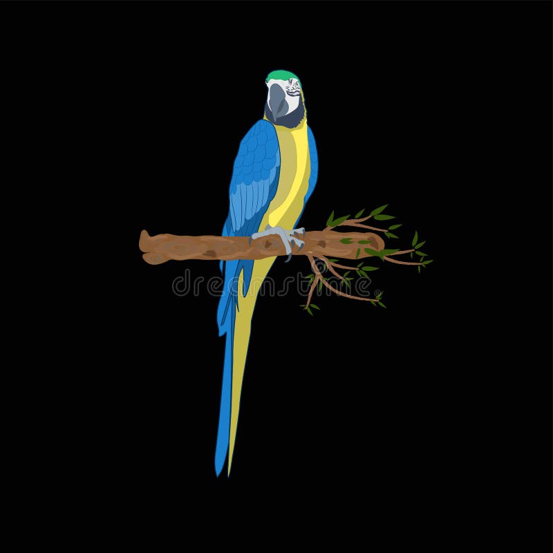 Bird Macaw Standing on Branch with Moon Background an Night , Vector ...