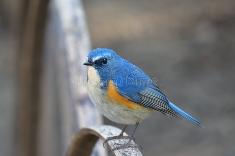Bird, Bluebird, Beak, Fauna Picture. Image: 114713519