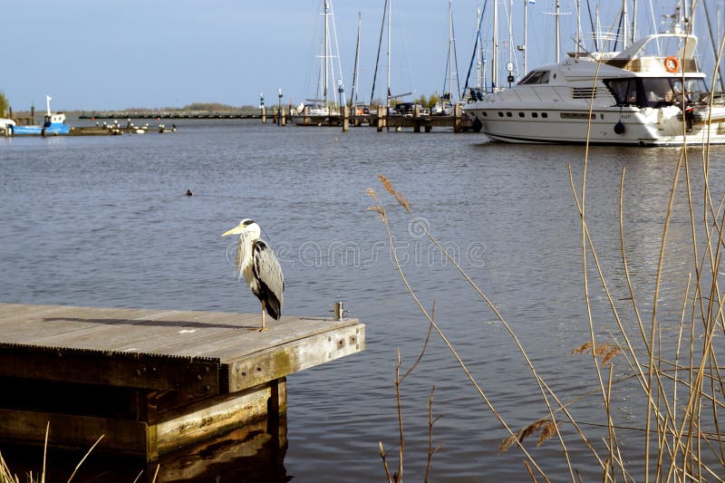 A bird in a boat dock editorial stock photo. Image of saiboats - 71060598