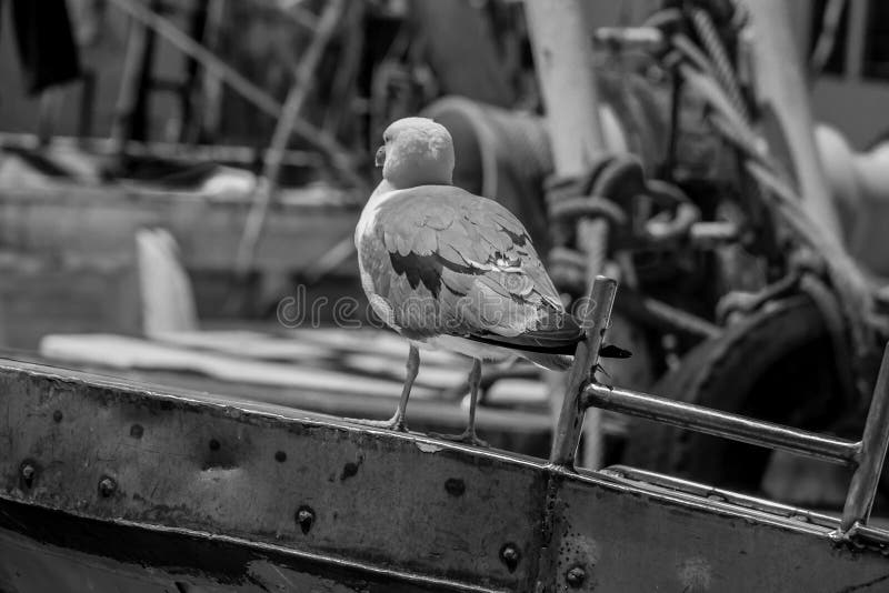 Bird on a Boat in Harbor in Summer 2018 Stock Photo - Image of leisure ...