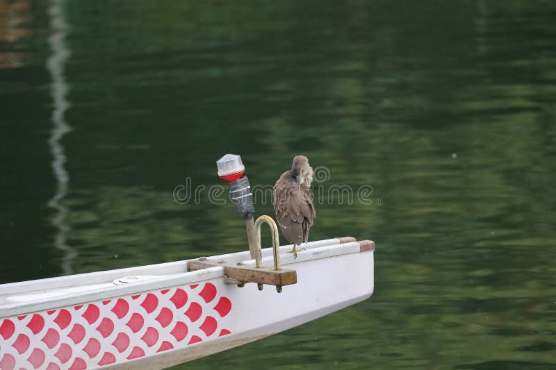 A Bird on a Boat at Hong Kong Stock Photo - Image of heron, catching ...
