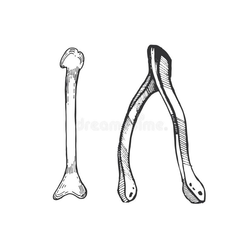 Bird Bones for Fortune Telling and Magic. Bones are Hand Drawn with Ink ...