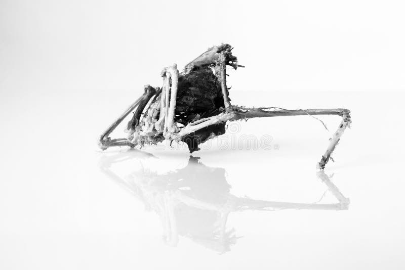 Bird bones stock image. Image of animal, remains, bird - 43546969
