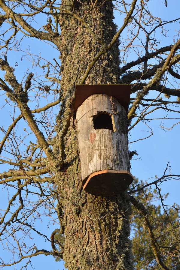 Bird Box stock photo. Image of moss, wooden, plank, tree - 113051094