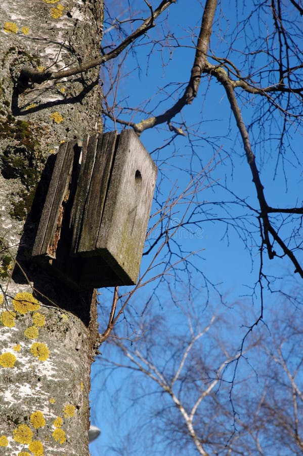 Bird box on birch stock photo. Image of color, nature - 29124218